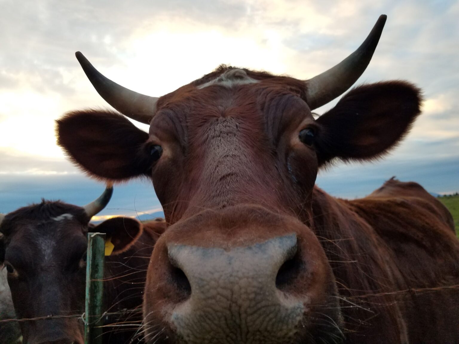 Raising Our Cows